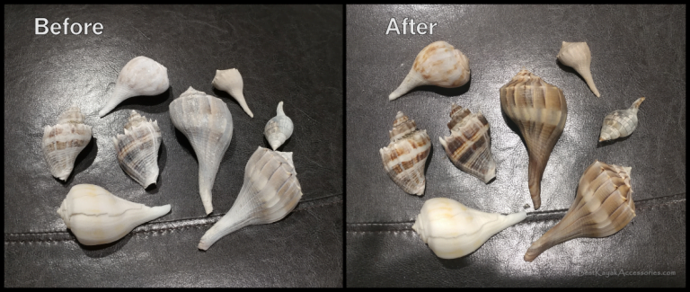 Seashell Restoration - Bring Back the Color! - Best Kayak Accessories
