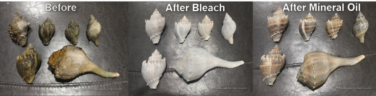 Seashell Restoration - Bring Back the Color! - Best Kayak Accessories