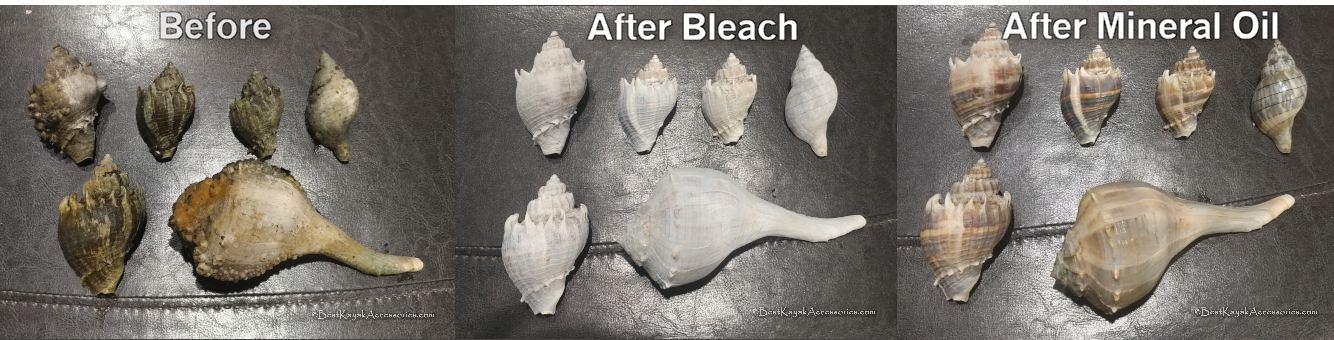 Seashell Restoration - Bring Back the Color! - Best Kayak Accessories